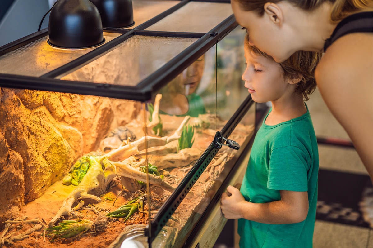 Everything You Need to Know About Reptile Pets - Mighty Pet